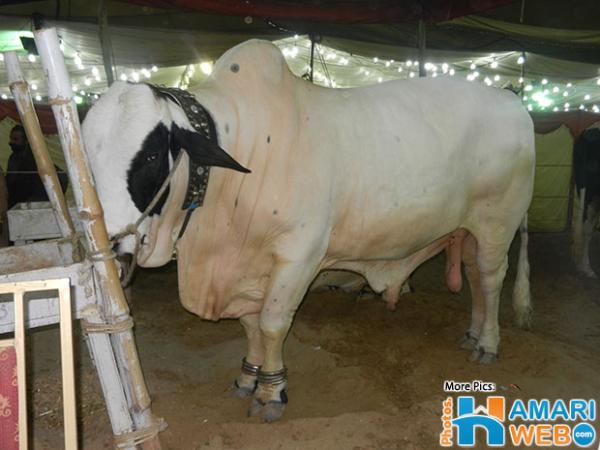 Beautiful White Bull - Bakra Eid Images & Photos